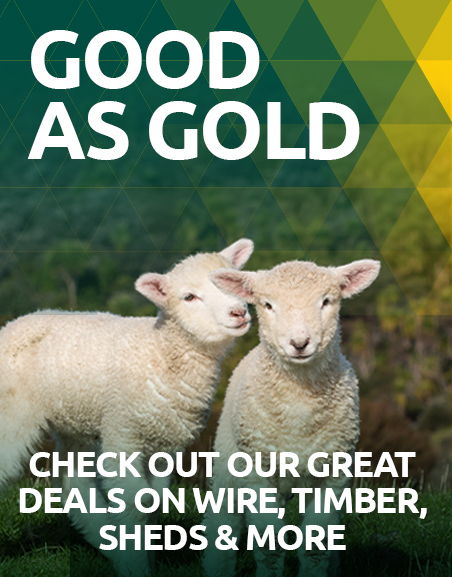 Promotion Posts - Goldpine