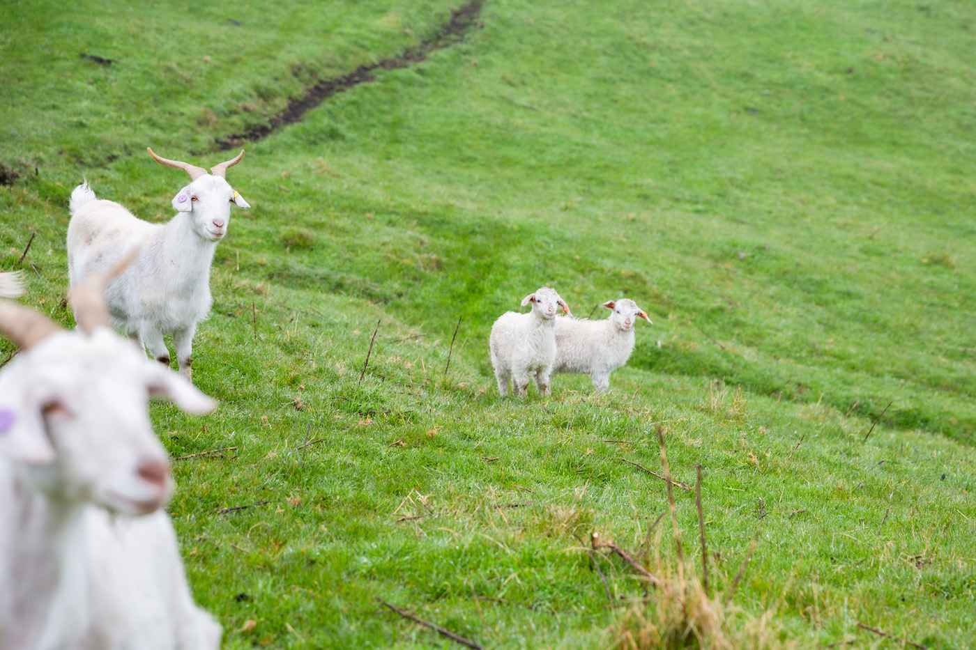 Over The Fence - Goldpine